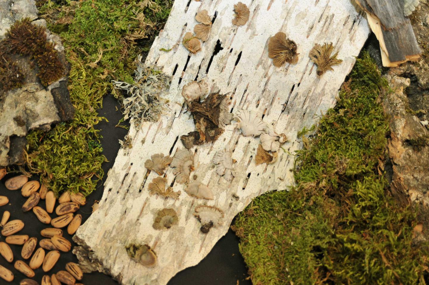 Neanderthals at El Sidrón [IMAGE] | EurekAlert! Science News Releases