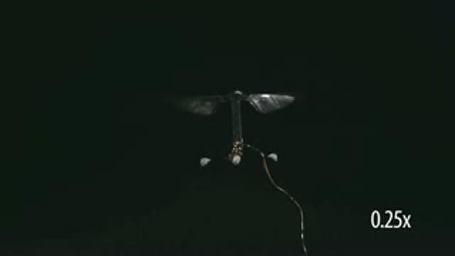 Agile Flight for a Tiny, Winged Robot (4 of 5 | EurekAlert!
