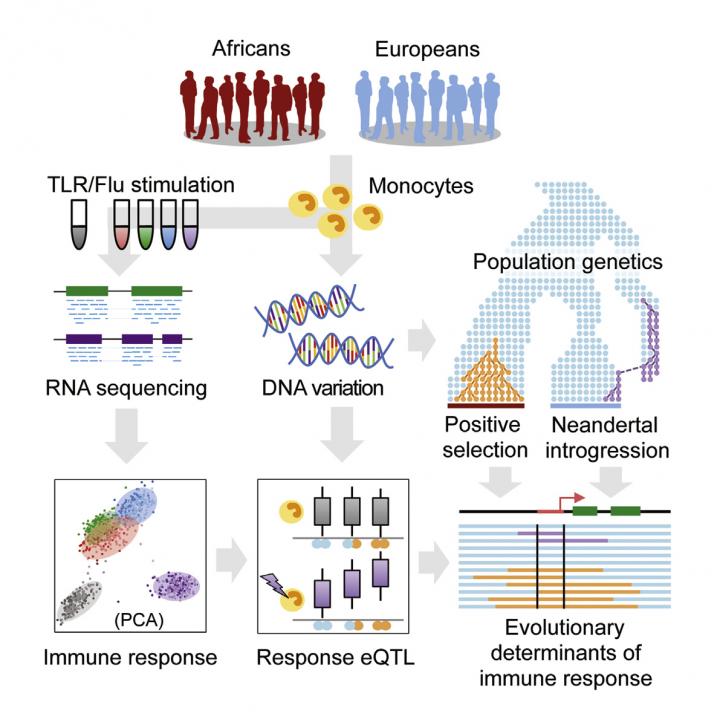 Europeans and Africans have different immune | EurekAlert!