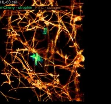 New Microscope Peers at Subcellular Gears in | EurekAlert!
