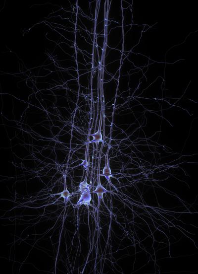 Neuron Group [IMAGE] | EurekAlert! Science News Releases