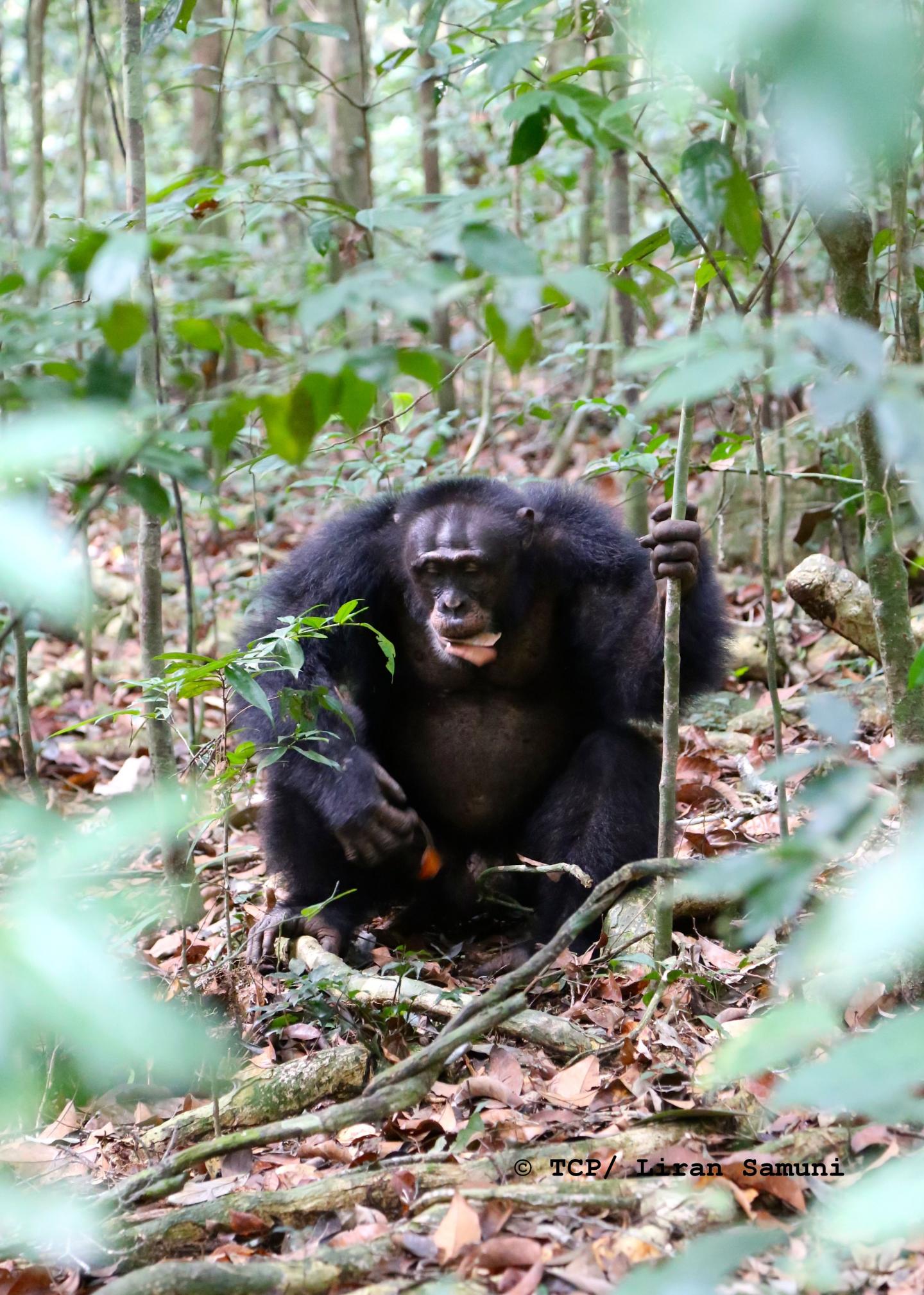Male Chimpanzee Leaf Clips [IMAGE] | EurekAlert! Science News Releases