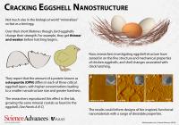 Cracking Avian Eggshell Structure (1 of 4) | EurekAlert!