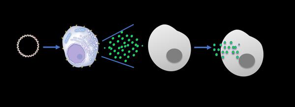 B Cell Graphic, UC San Diego S [IMAGE] | EurekAlert! Science News Releases