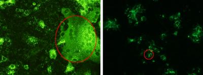 Cedar Virus [IMAGE] | EurekAlert! Science News Releases