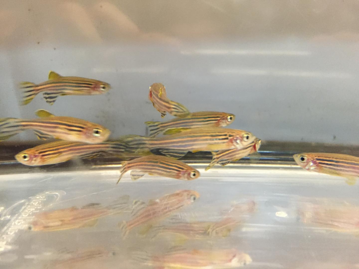 Zebrafish at University of Uta [IMAGE] | EurekAlert! Science News Releases