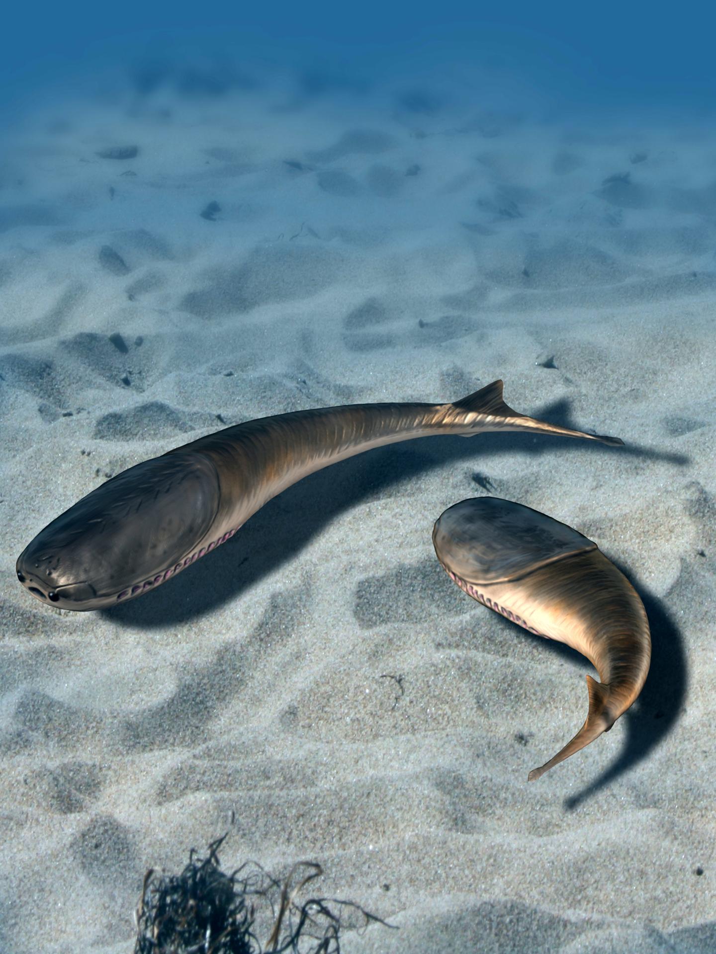 Fragile seashores were 'cradle of evolution' | EurekAlert!