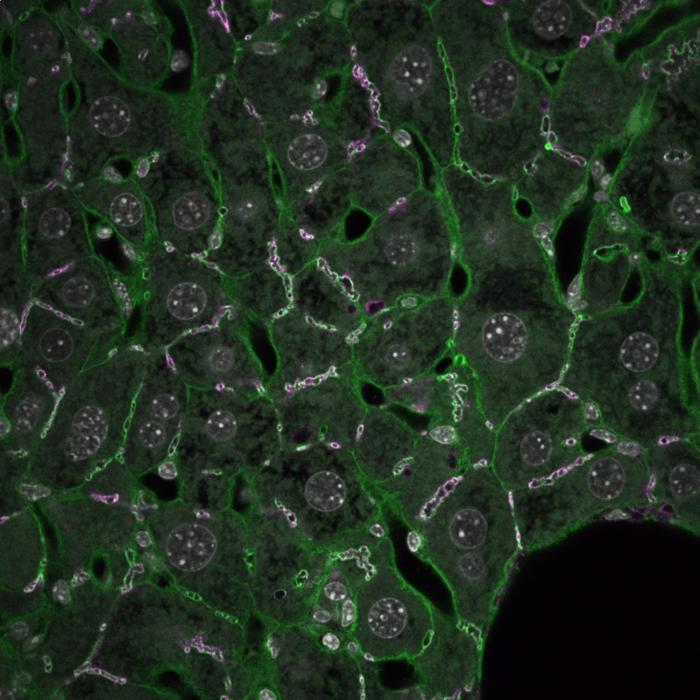 Liver tissue with bile canalic [IMAGE] | EurekAlert! Science News Releases