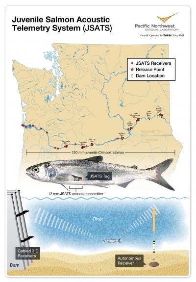 Juvenile Salmon Acoustic Telem [IMAGE] | EurekAlert! Science News Releases