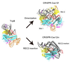 Evolutionary path from TnpB to [IMAGE] | EurekAlert! Science News Releases