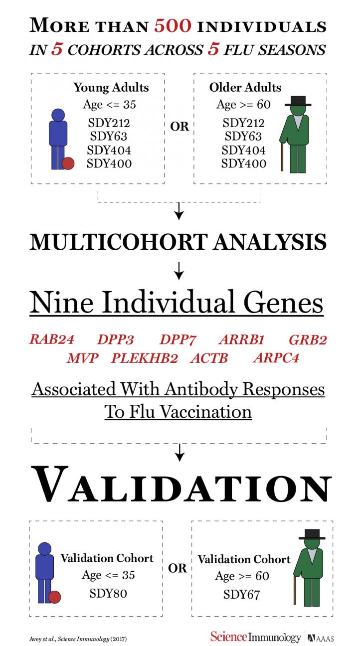 Big Data Shed Light on Human Immune Responses | EurekAlert!