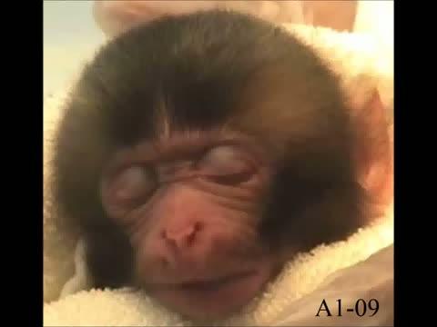 Smiling baby monkeys and the roots of laughte | EurekAlert!