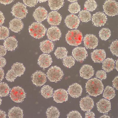 Embryoid Bodies With Microsphe [IMAGE] | EurekAlert! Science News Releases