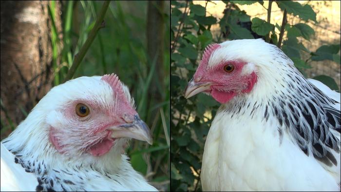 Hen face reddening [IMAGE] | EurekAlert! Science News Releases