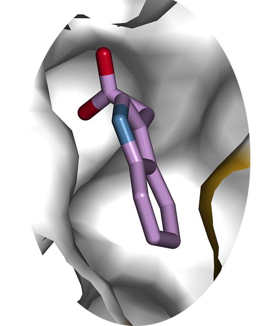 Detail of GH3.5 active site [IMAGE] | EurekAlert! Science News Releases