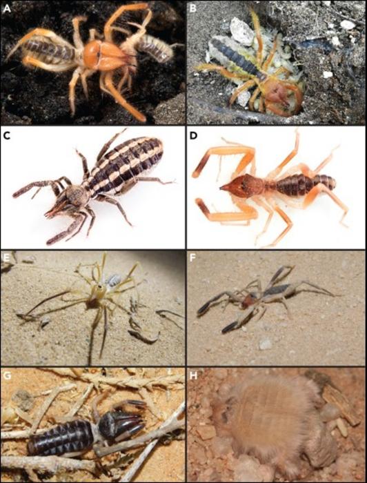 Camel Spiders [IMAGE] | EurekAlert! Science News Releases