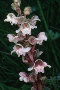 For certain orchids, relatives more important | EurekAlert!
