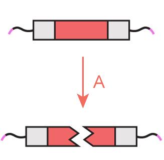 YES Gate [IMAGE] | EurekAlert! Science News Releases