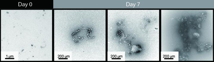 Self-Clumping Protein Sows the [IMAGE] | EurekAlert! Science News Releases