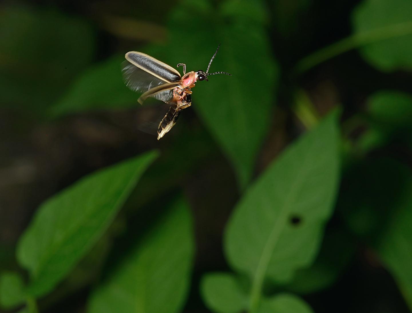 Rethinking Why Fireflies Light Up (2 of 4) | EurekAlert!