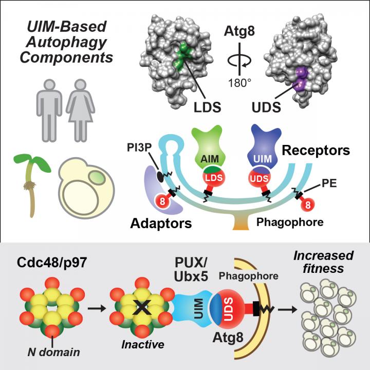 ATG8-Binding UIM Proteins Defi [IMAGE] | EurekAlert! Science News Releases