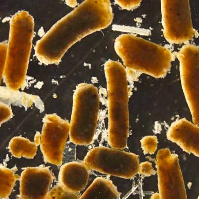 Fish Fecal Pellets [IMAGE] | EurekAlert! Science News Releases