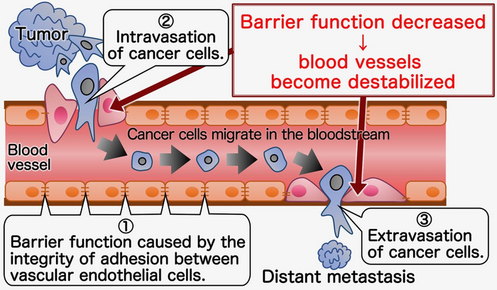 Promotion of cancer progression via extracell | EurekAlert!
