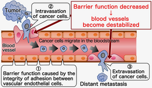 Promotion of cancer progression via extracell | EurekAlert!