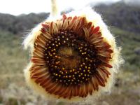Crown of Venezuelan paramos: A new species fr | EurekAlert!