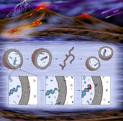 A Molecule to Ignite the Spark [IMAGE] | EurekAlert! Science News Releases