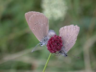 Maculinea nausithous (1 [IMAGE] | EurekAlert! Science News Releases