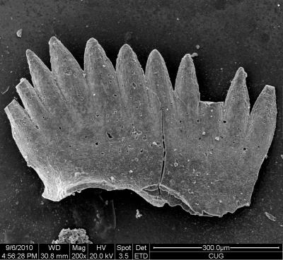 Too Hot to Live in the Triassi [IMAGE] | EurekAlert! Science News Releases