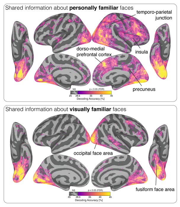 Brain Areas Showing Shared Inf [image] Eurekalert Science News Releases