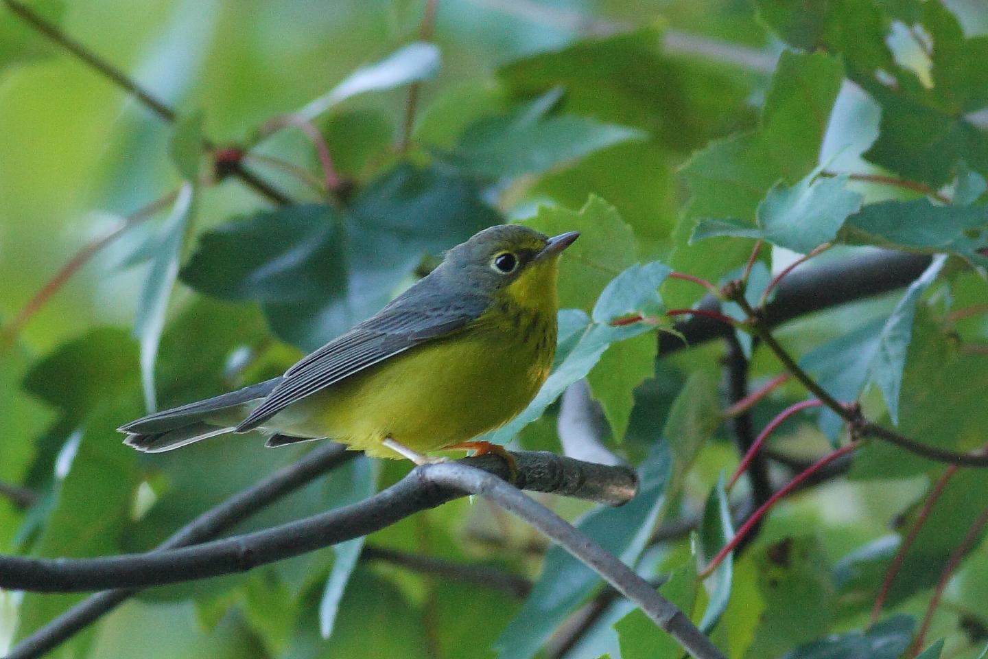 Canada Warbler [IMAGE] | EurekAlert! Science News Releases