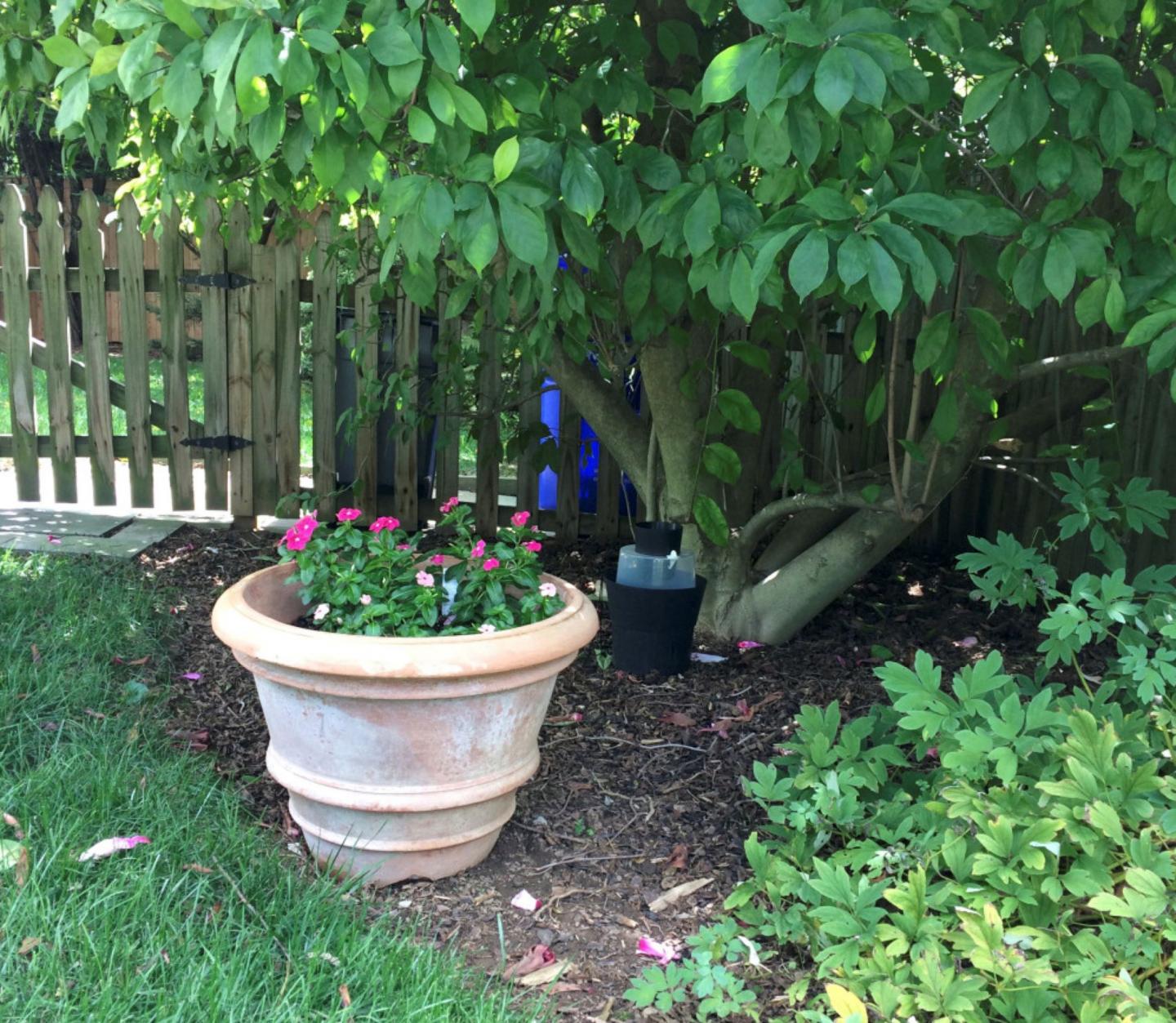 Gravid Aedes Trap [IMAGE] | EurekAlert! Science News Releases