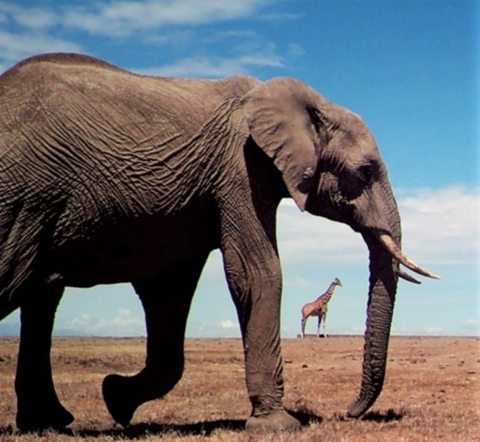 elephant [IMAGE] | EurekAlert! Science News Releases