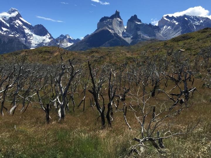 Nothofagus Antarctica in Chile [IMAGE] | EurekAlert! Science News Releases
