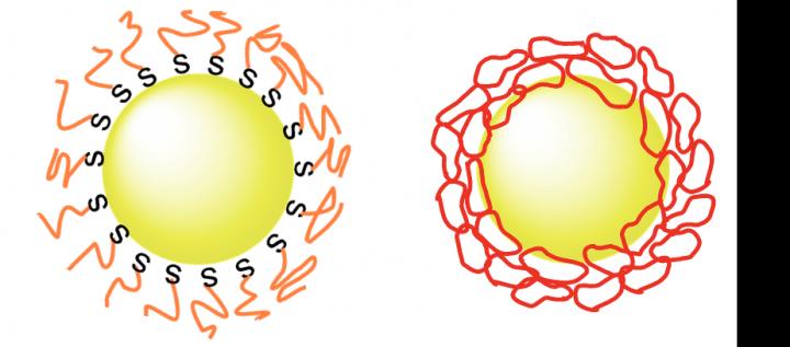 Gold nanoparticles more stable by putting rin | EurekAlert!