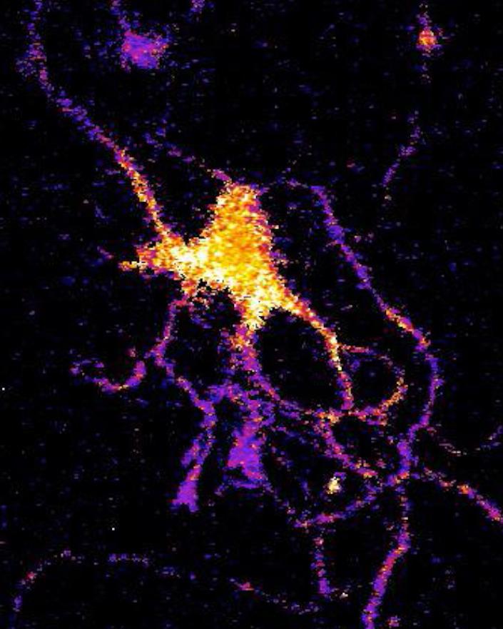 Neuron with Bioluminescent Sen [IMAGE] | EurekAlert! Science News Releases
