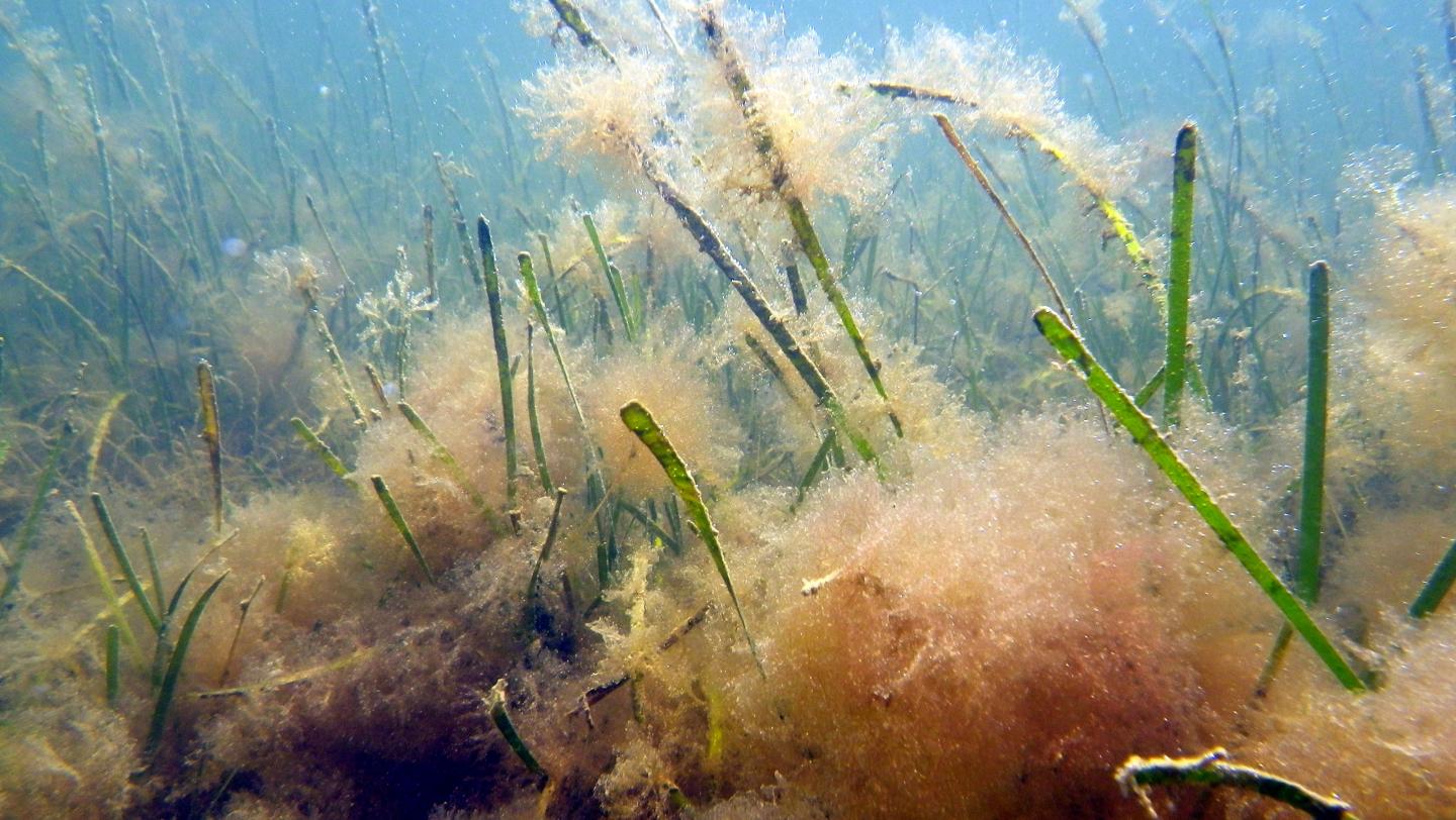 Algal Overgrowth [IMAGE] | EurekAlert! Science News Releases