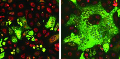 Fusing Cells [IMAGE] | EurekAlert! Science News Releases