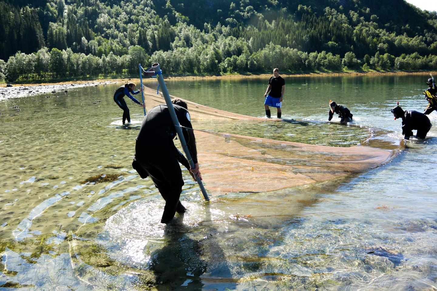 Norway Seining Team [IMAGE] | EurekAlert! Science News Releases