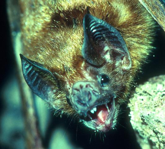 Long-lived bats could hold secrets to mammal | EurekAlert!