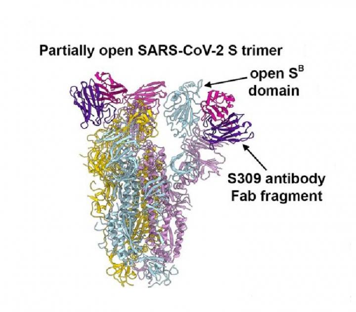 S309 Neutralizing Antibody [IMAGE] | EurekAlert! Science News Releases
