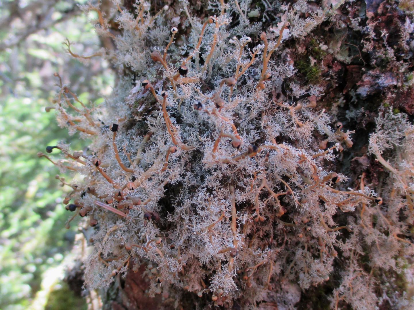 Lichen -- Old-Growth Forest [IMAGE] | EurekAlert! Science News Releases