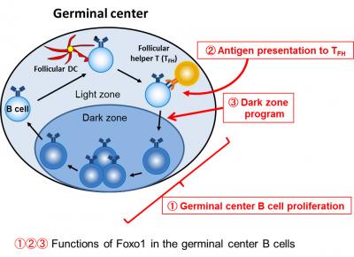 Dark Zone [IMAGE] | EurekAlert! Science News Releases