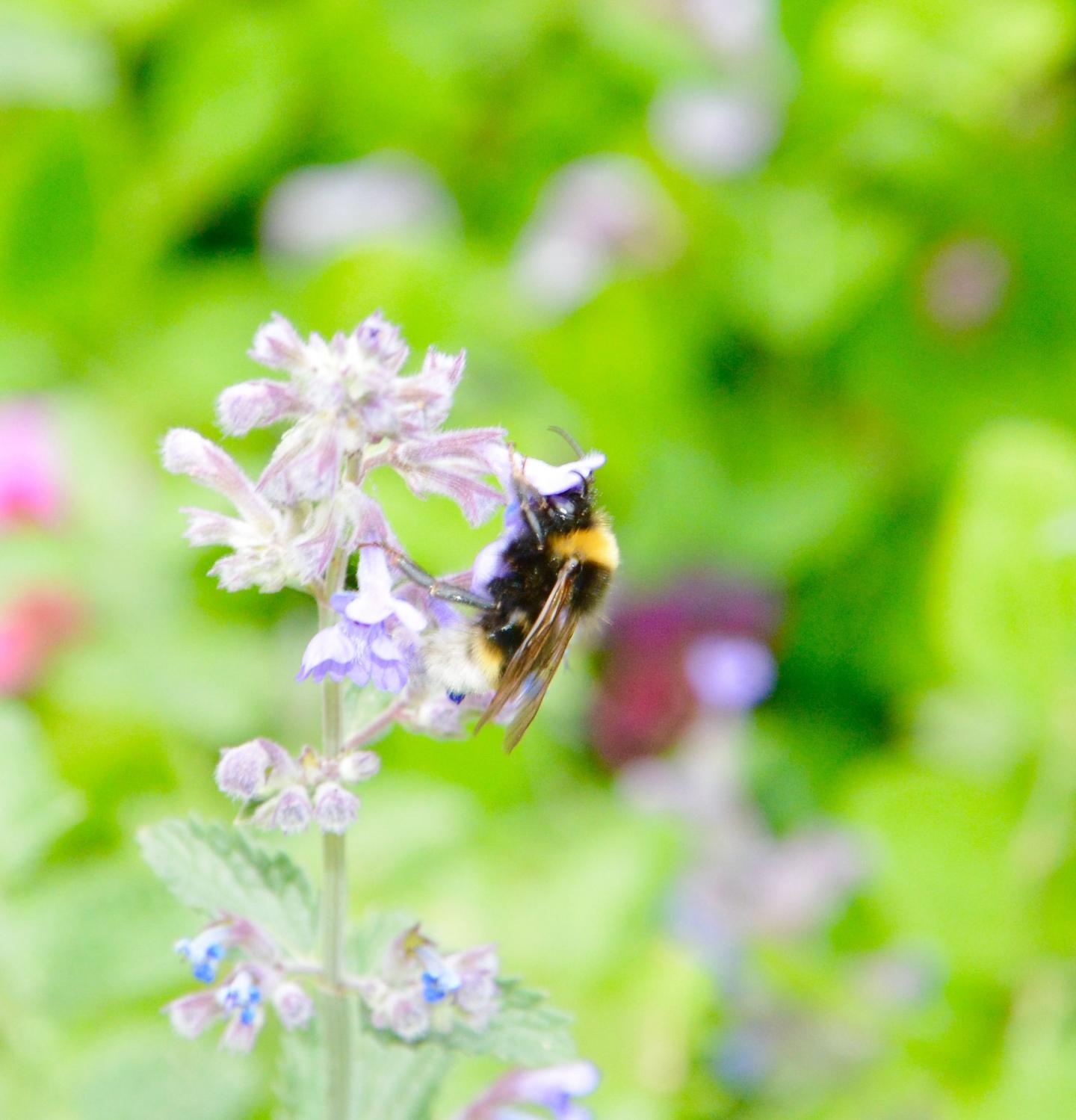 Climate Change: Compressing the Bumblebee Hom | EurekAlert!