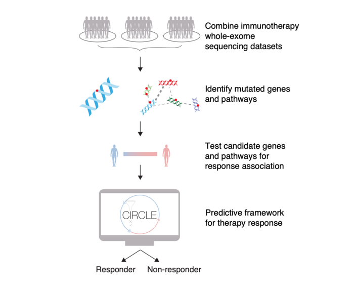 The Cancer Immunotherapy Respo [IMAGE] | EurekAlert! Science News Releases