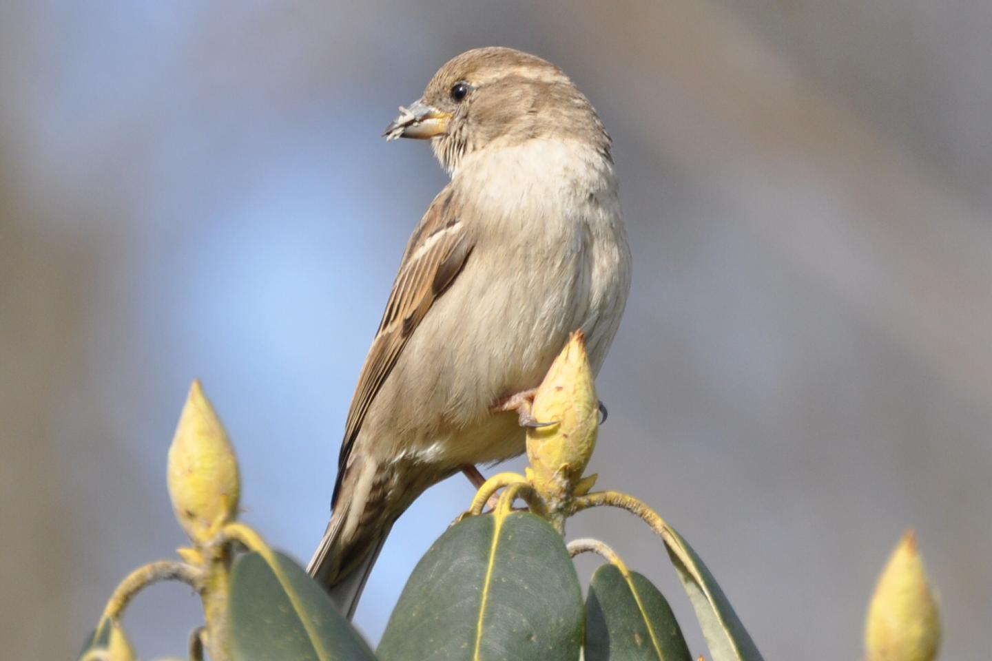 Female Sparrow
