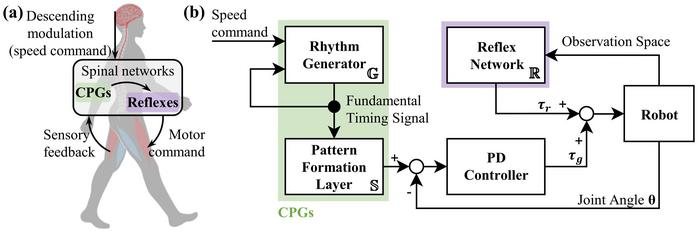Figure 1 [IMAGE] | EurekAlert! Science News Releases
